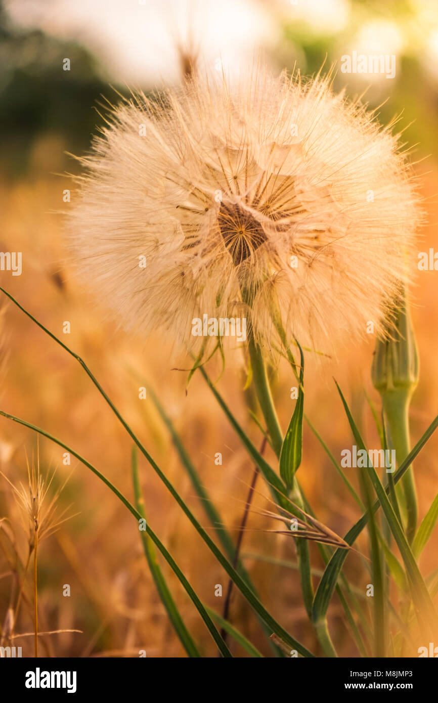 dandelion in a field Stock Photo - Alamy