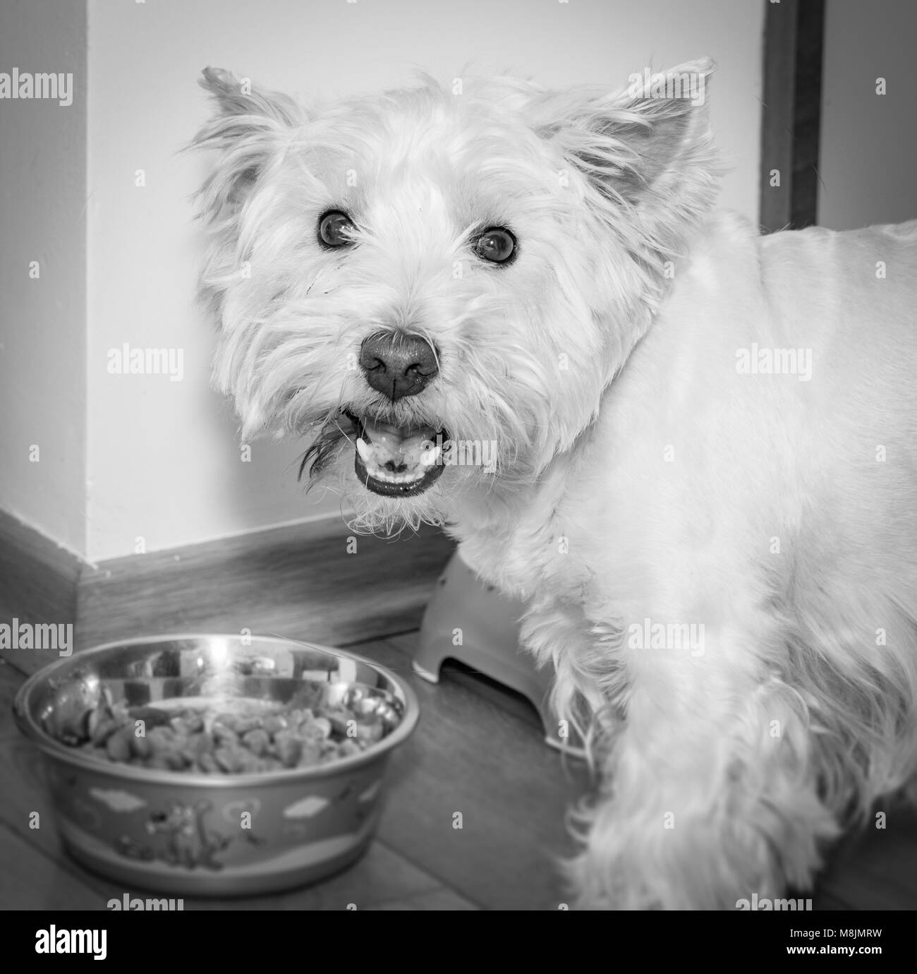 West Highland White Terrier breed. Cute and playful dog, furry monster ...