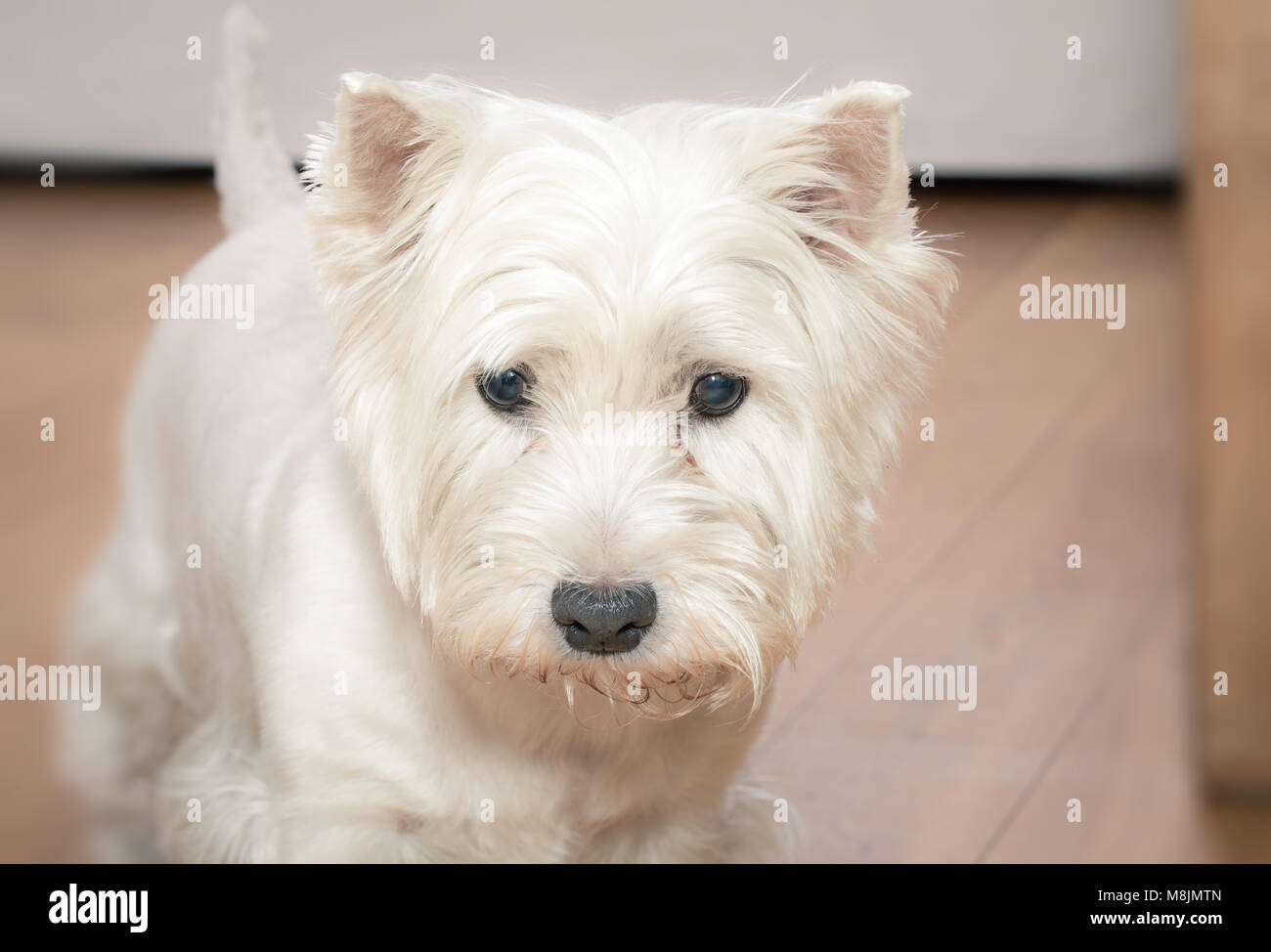 Monster Dog Breed