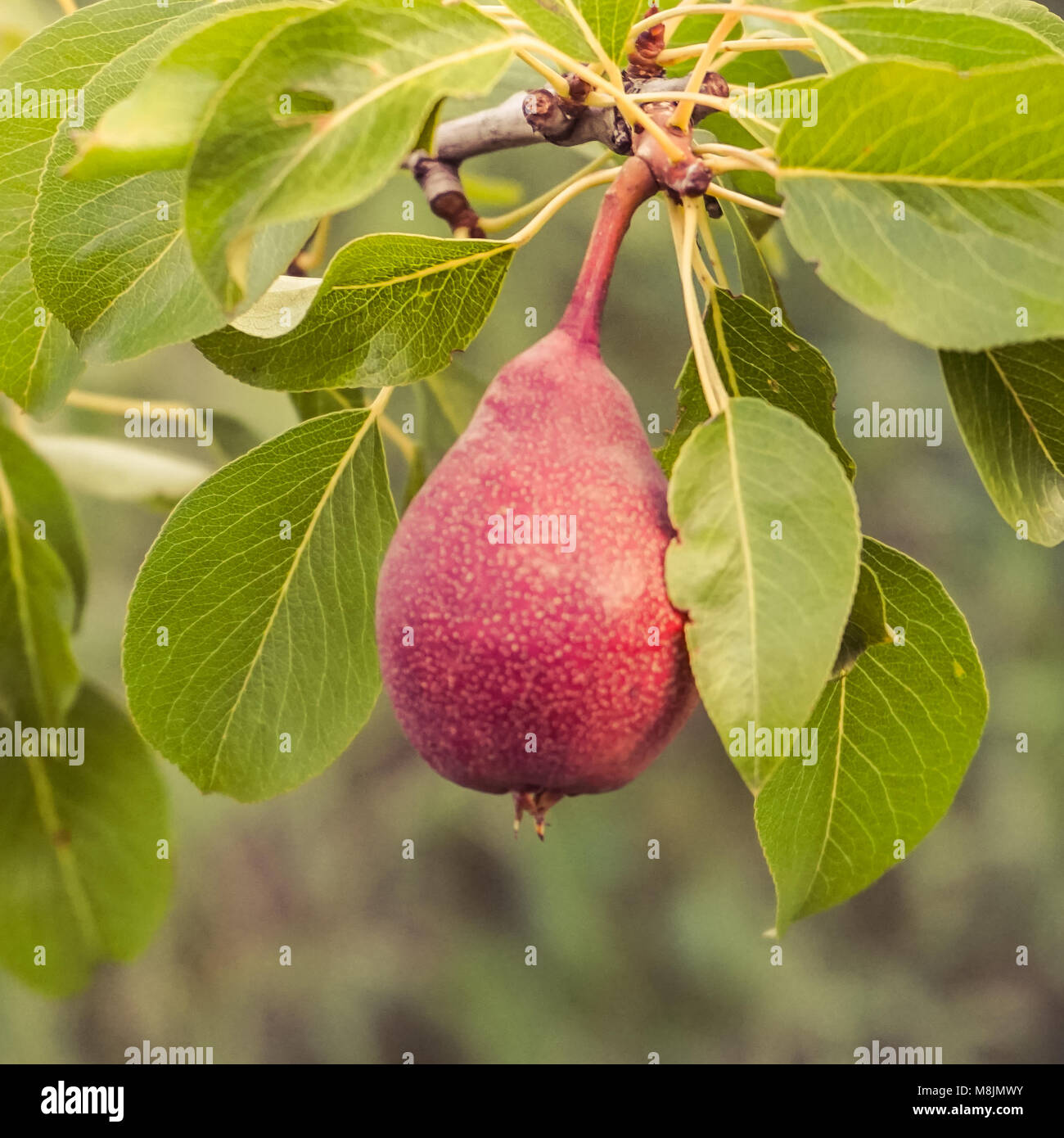 Pink pear hi-res stock photography and images - Alamy