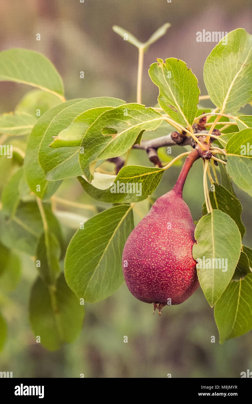 Red pears on tree in orchard hi-res stock photography and images - Alamy
