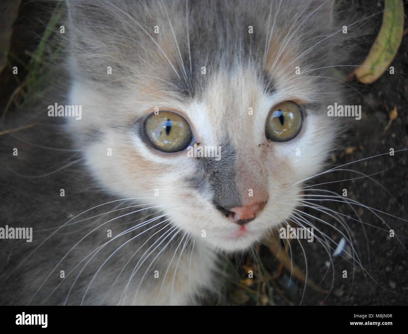 baby cat watching Stock Photo - Alamy