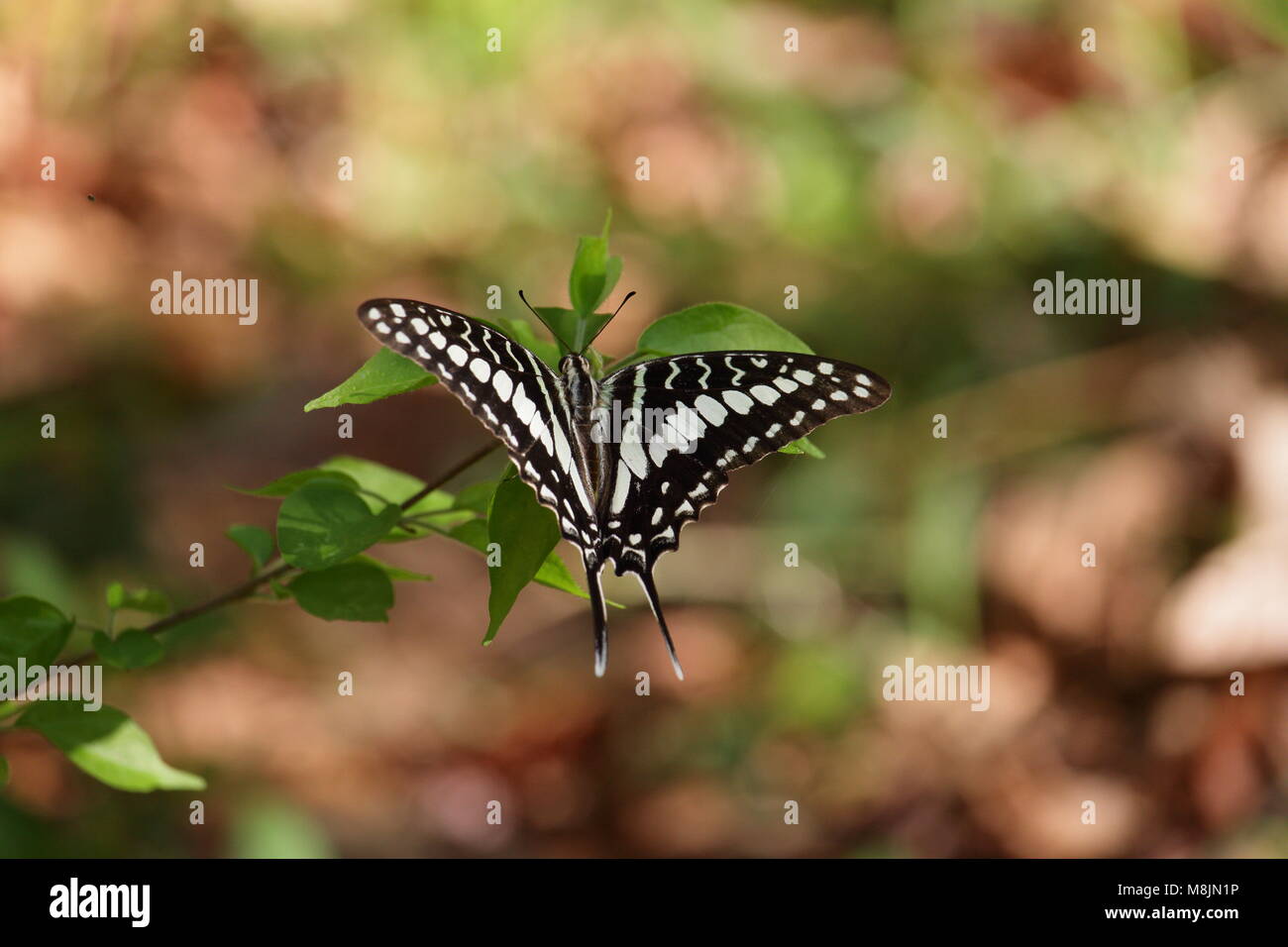 Swordtail butterfly hi-res stock photography and images - Alamy