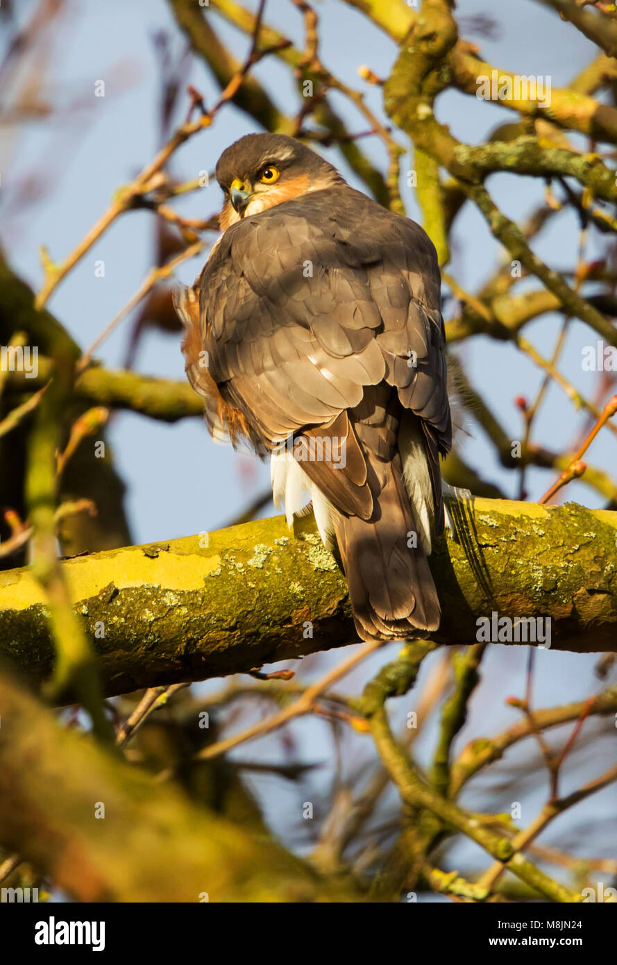 Female Sparrow Hawk Stock Photo - Alamy