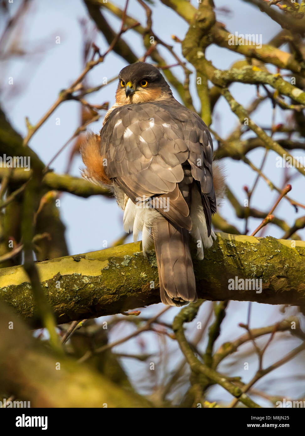 Female Sparrow Hawk Stock Photo - Alamy