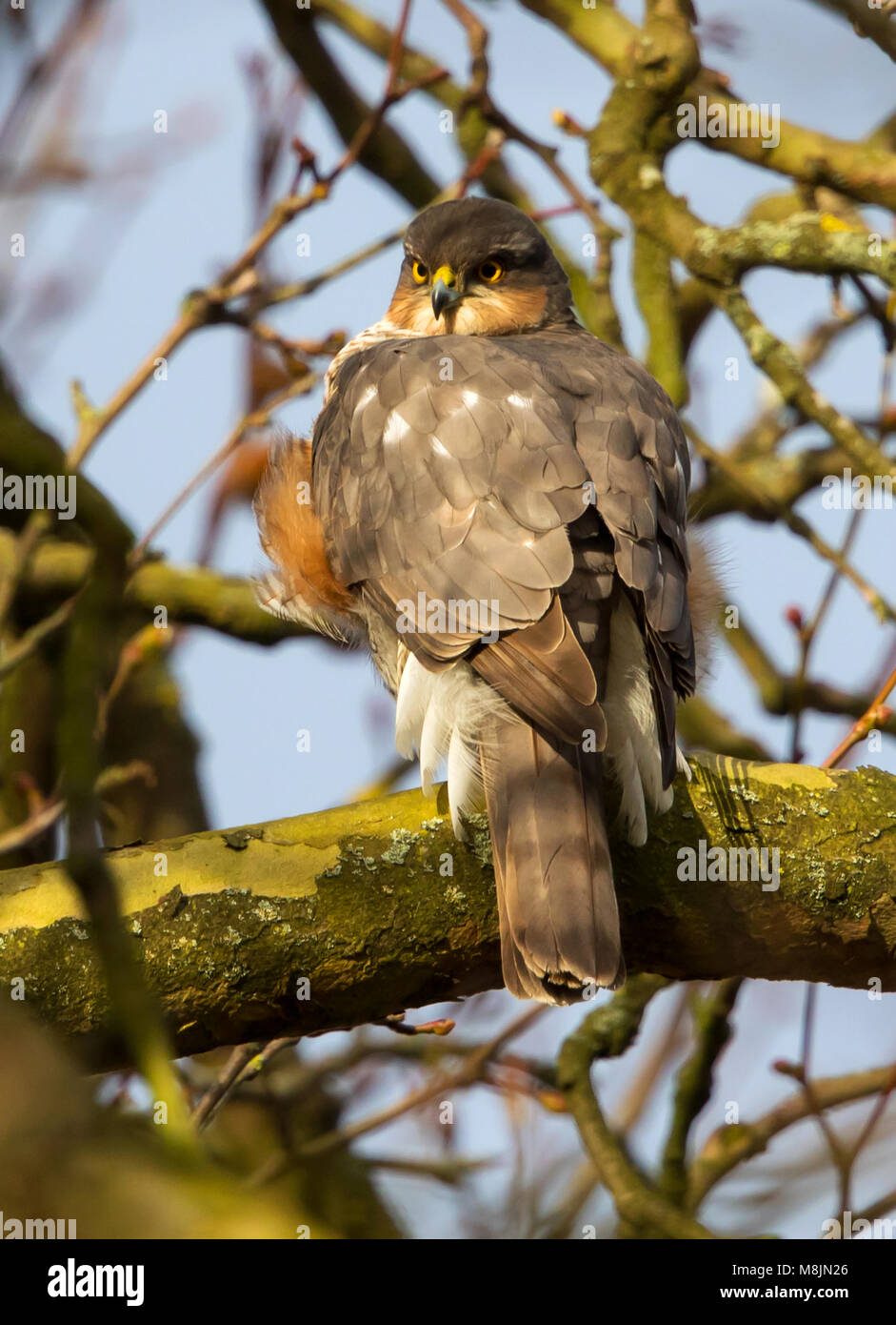 Female sparrow hawk hi-res stock photography and images - Alamy