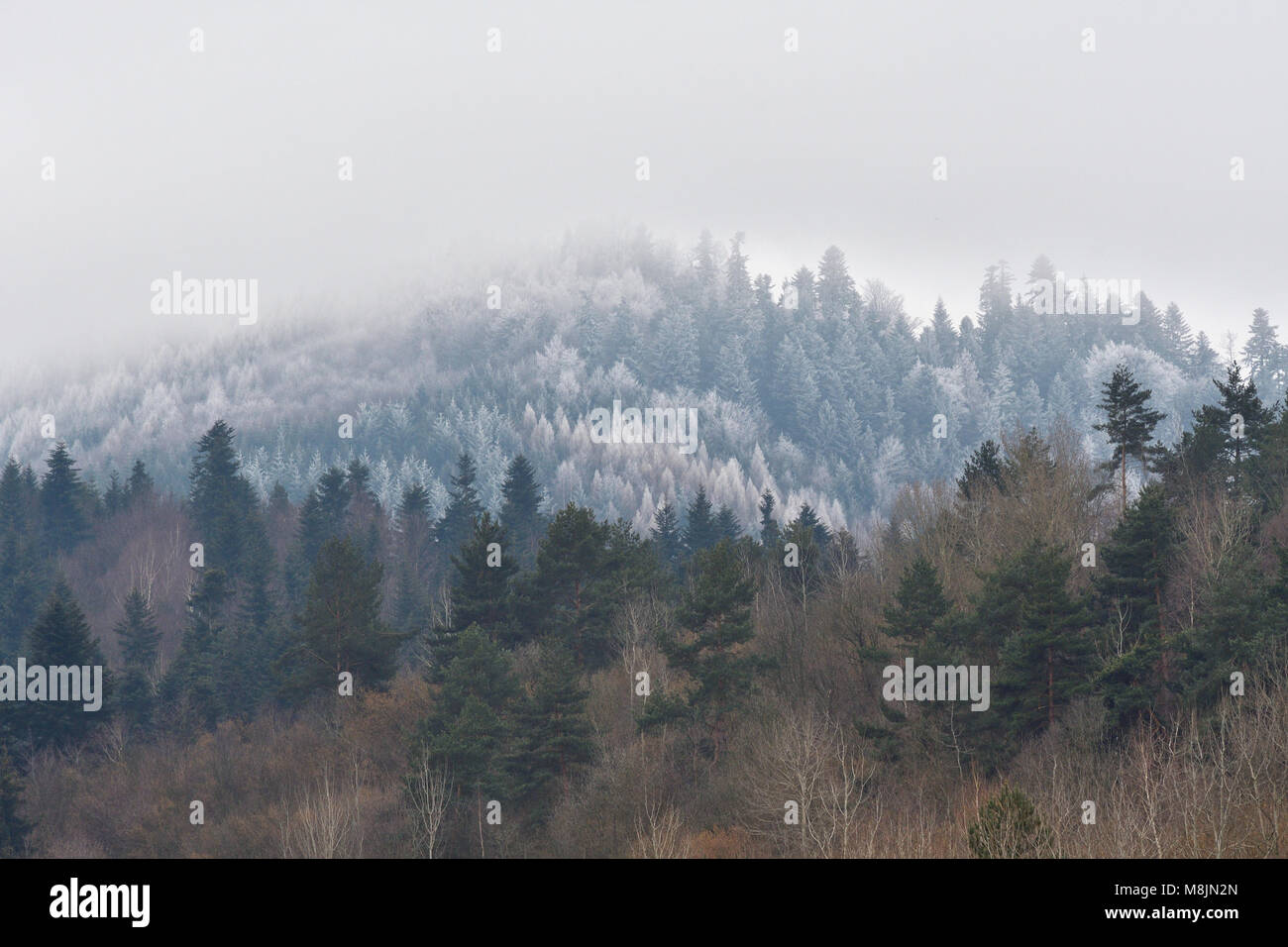 snow-capped forests in spring Stock Photo - Alamy