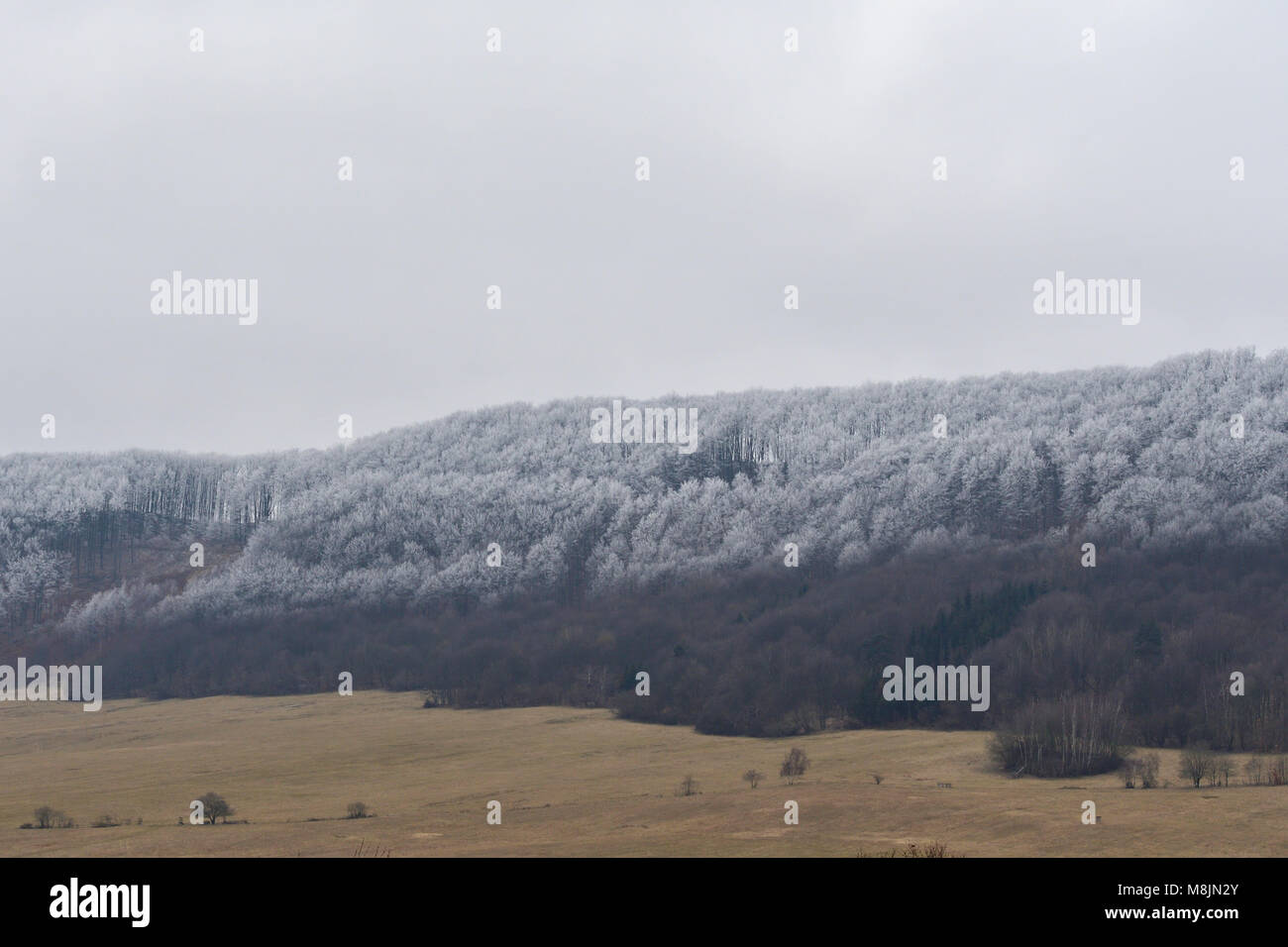 snow-capped forests in spring Stock Photo - Alamy