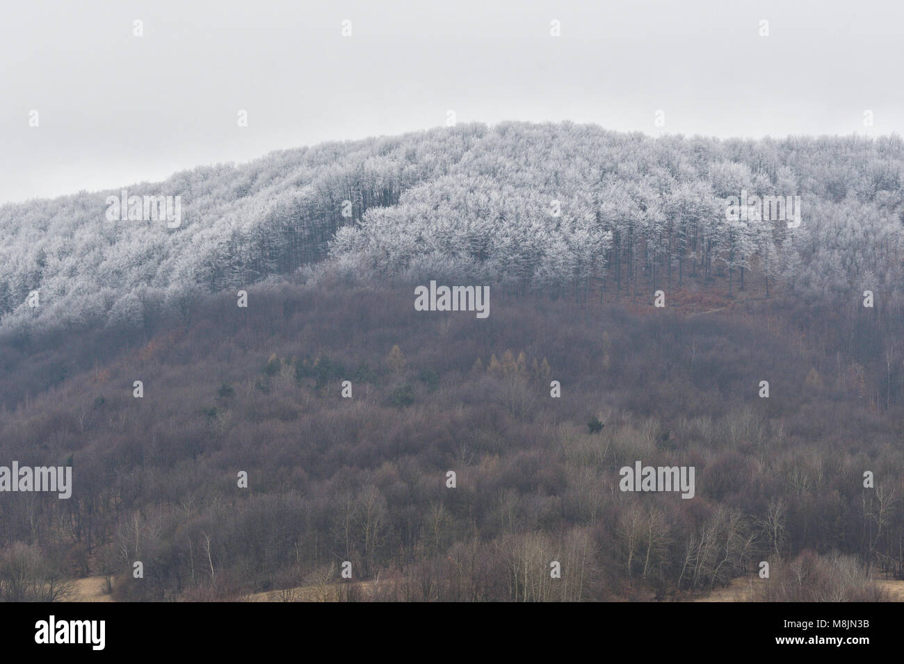 snow-capped forests in spring Stock Photo - Alamy