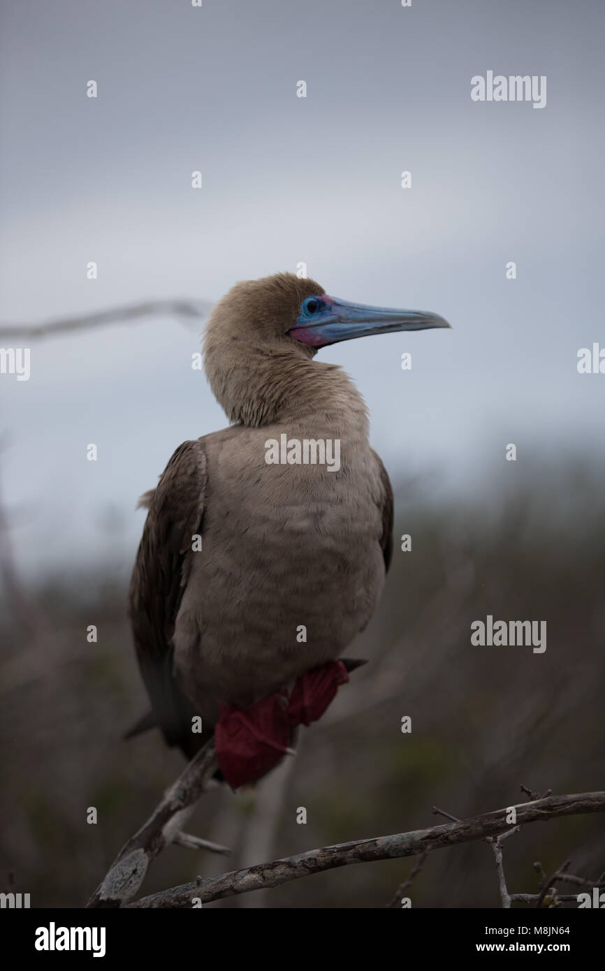 Red Footed Booby Stock Photo - Alamy