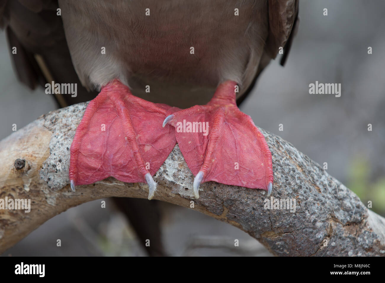 Red Footed Booby Stock Photo - Alamy