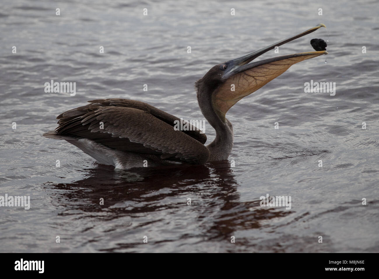 Digestion birds hi-res stock photography and images - Alamy