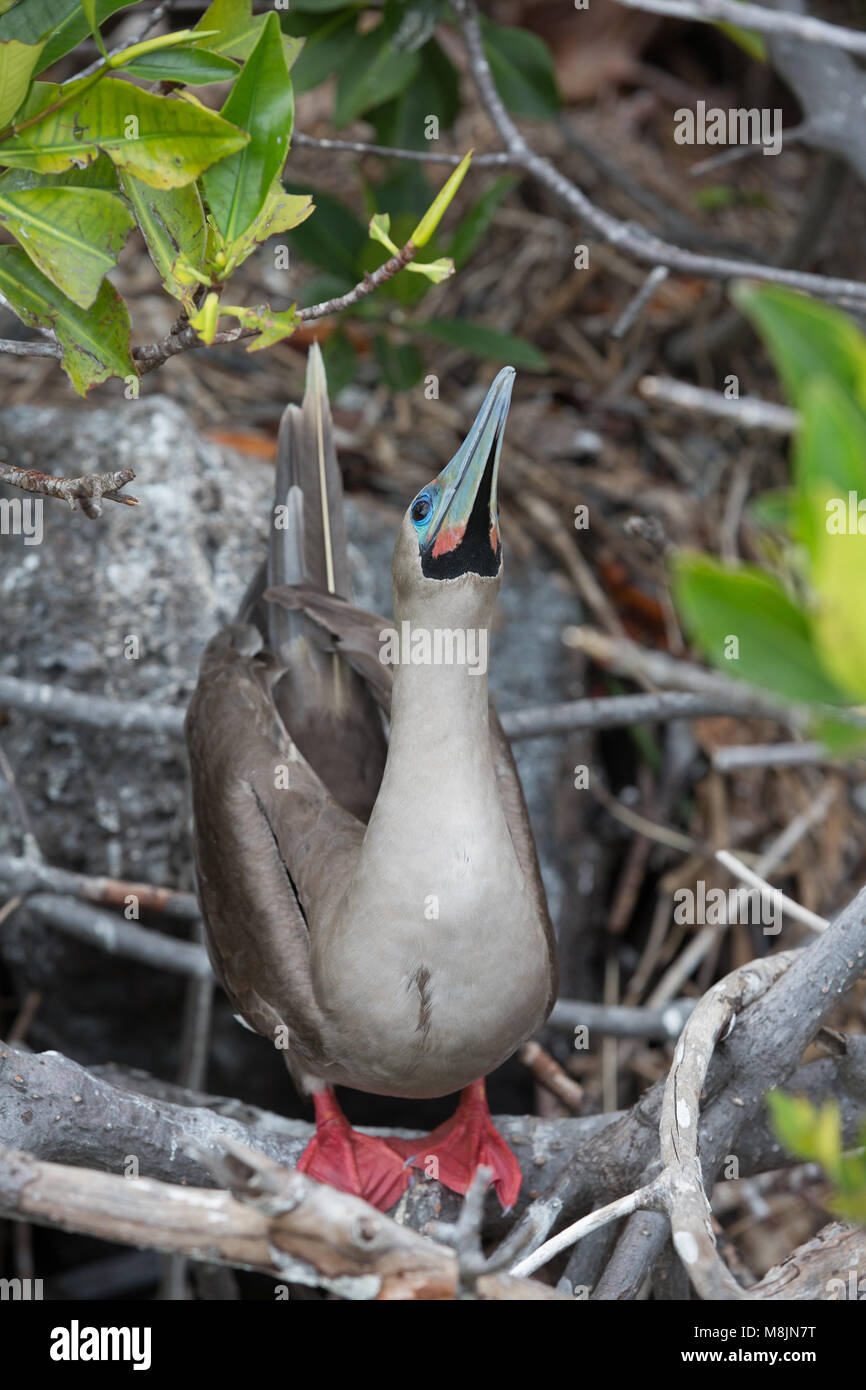 Red Footed Booby Stock Photo - Alamy