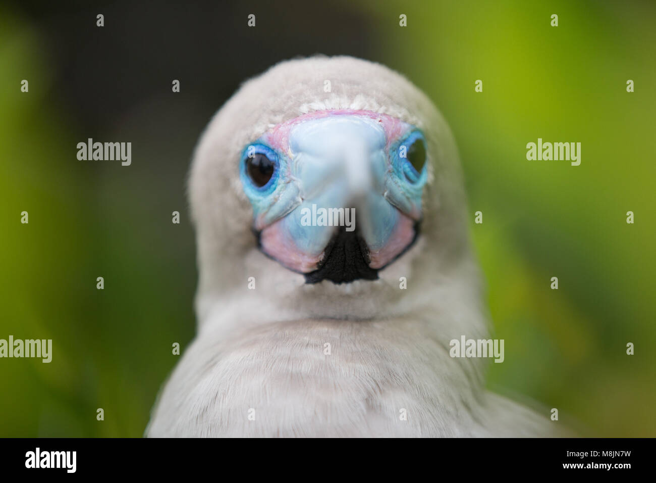 Red Footed Booby Stock Photo - Alamy