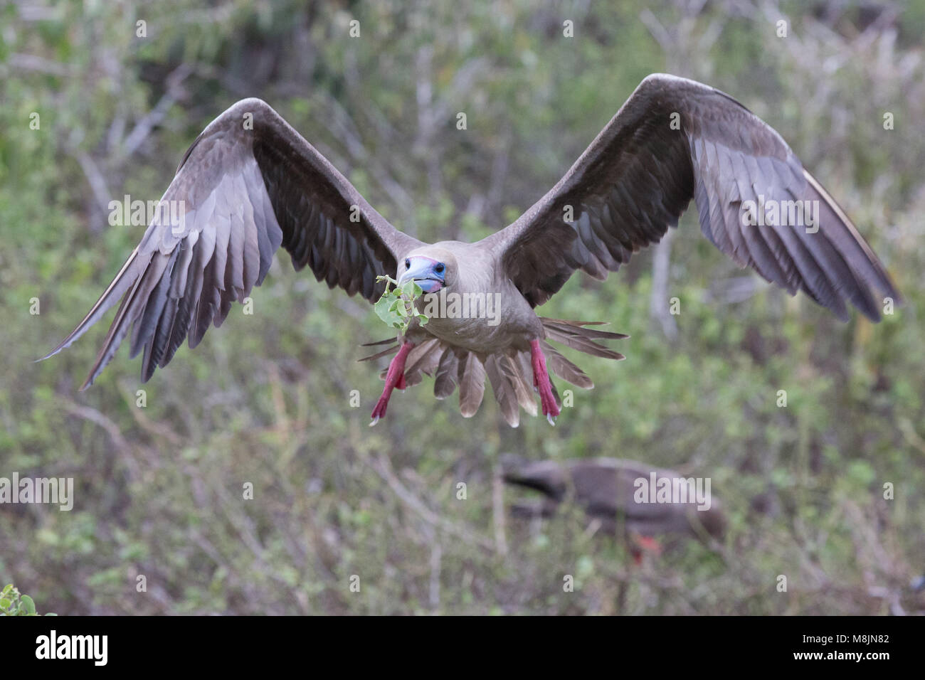 Red Footed Booby Stock Photo - Alamy
