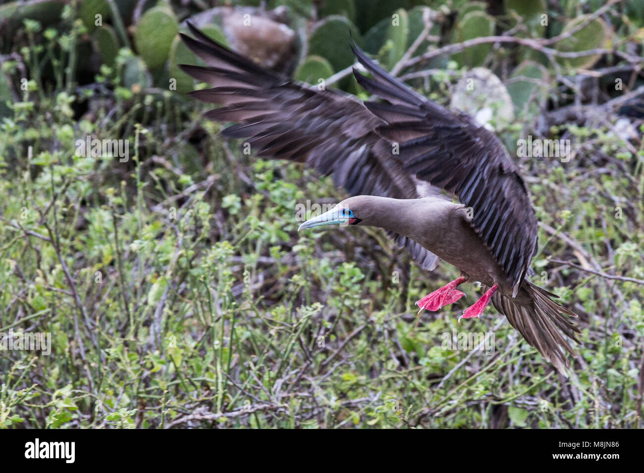 Red Footed Booby Stock Photo - Alamy