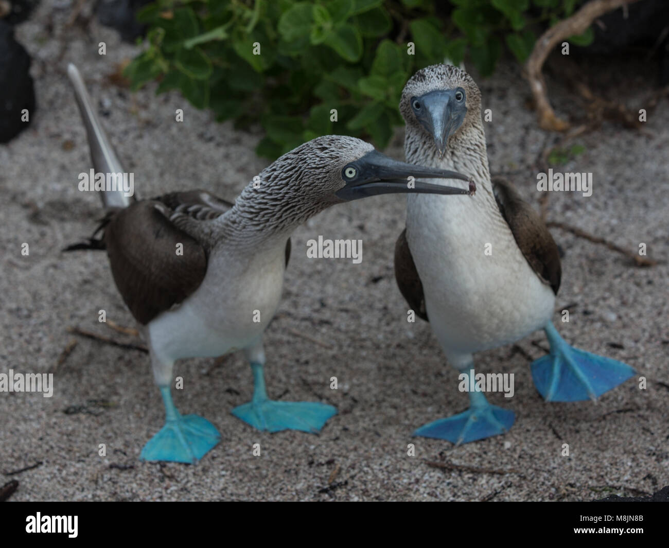 I observered these two Blue Footed Boobies in a mating dance. They ...
