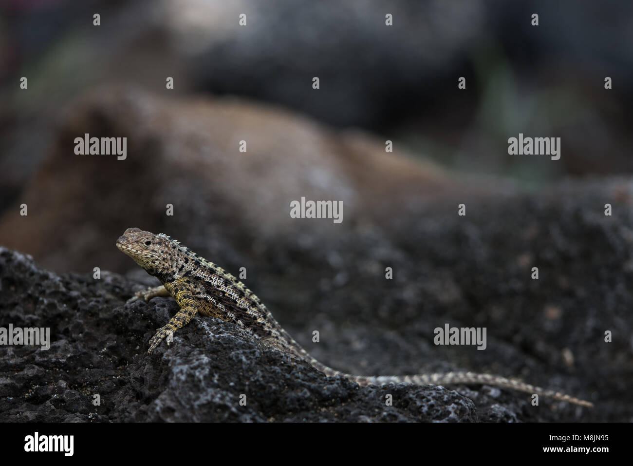 Floreana lava lizard hi-res stock photography and images - Alamy