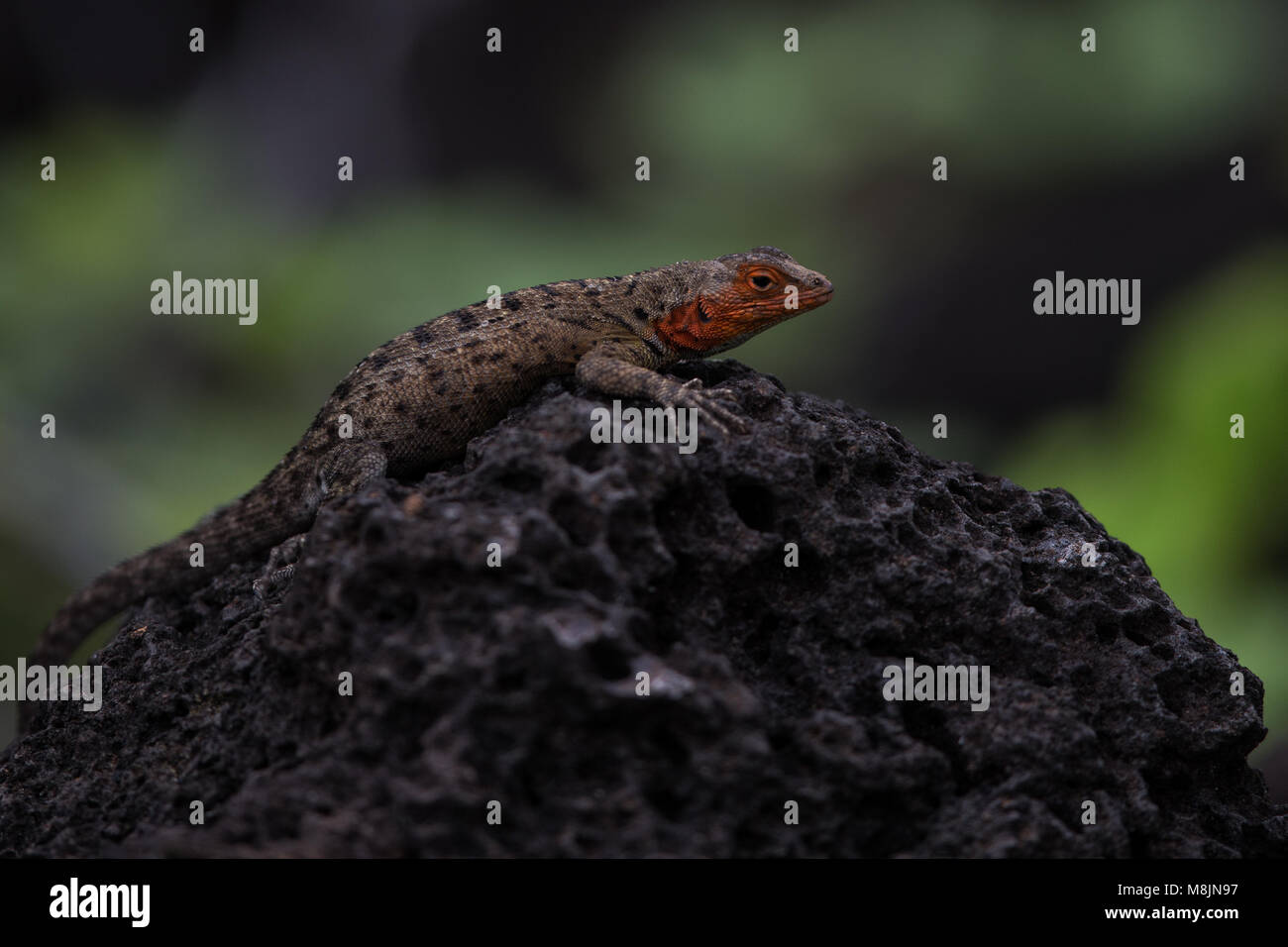 Floreana lava lizard hi-res stock photography and images - Alamy