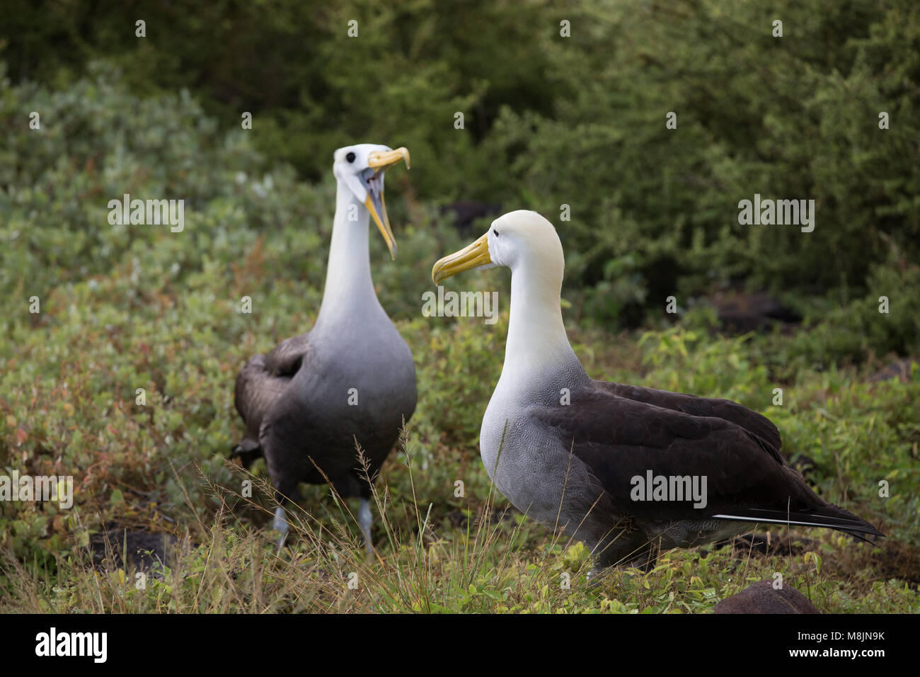 Albatross mating dance hi-res stock photography and images - Alamy