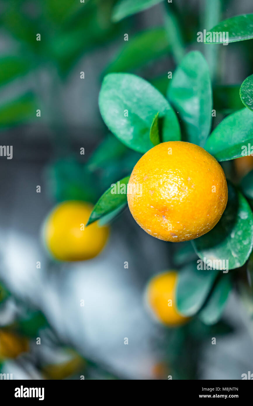 Fresh Mandarin Oranges fruit with leaves on Mandarin tree, Chinese New ...