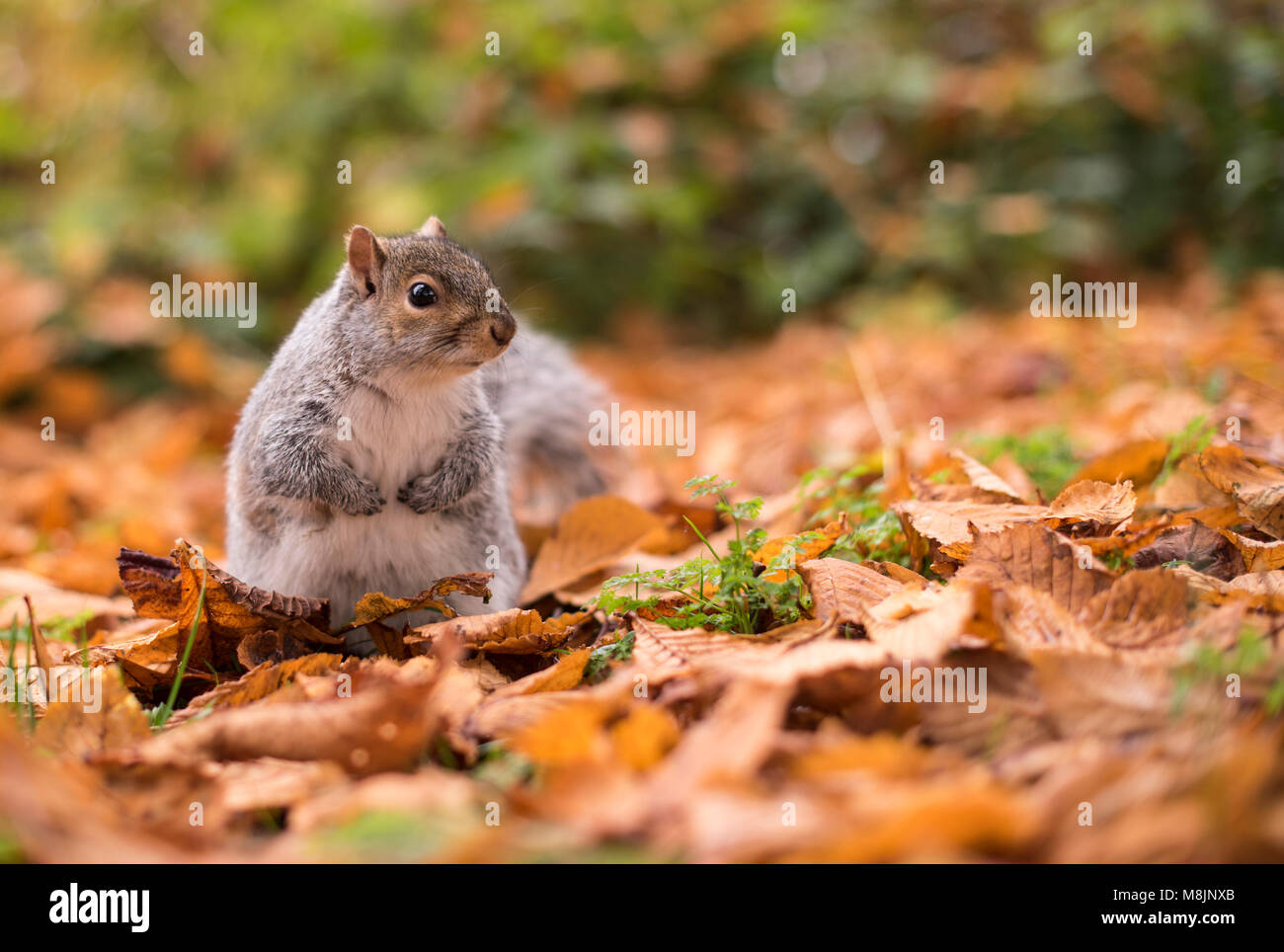 Nervous squirrel hi-res stock photography and images - Alamy