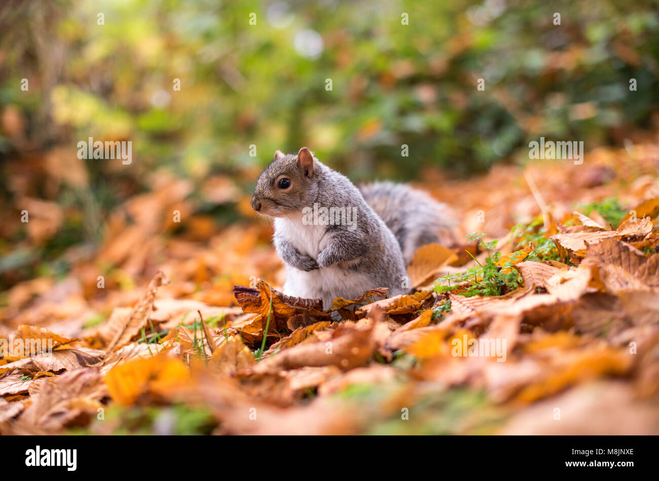 A wary Grey Squirrel alert for danger Stock Photo - Alamy