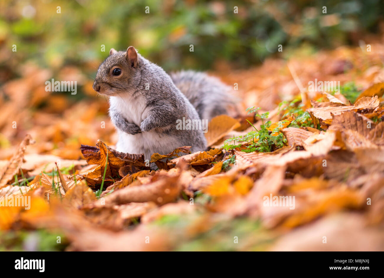A Grey Squirrel wary of danger Stock Photo - Alamy