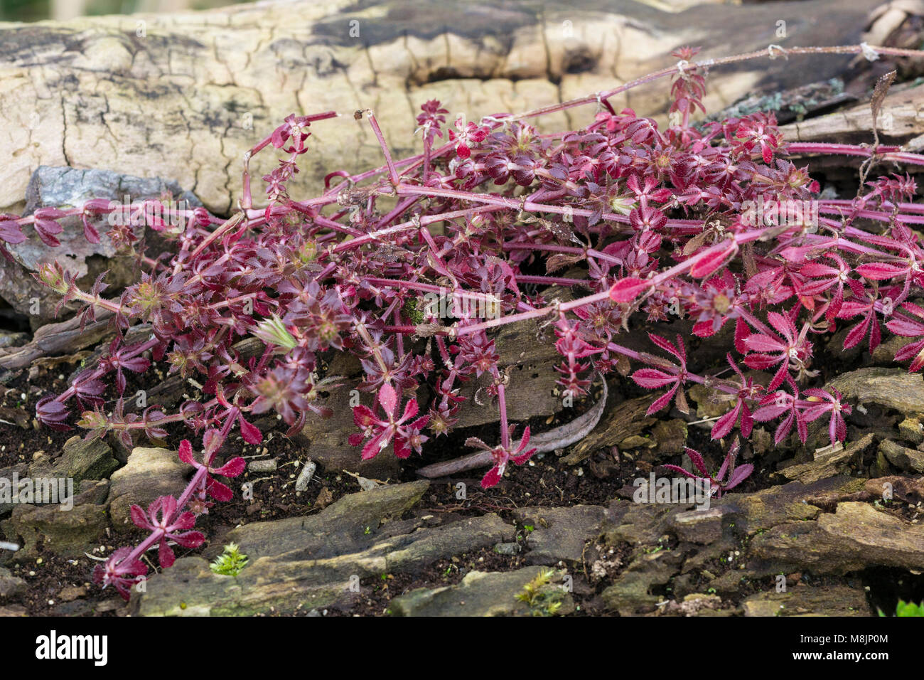Cleavers plant hi-res stock photography and images - Alamy