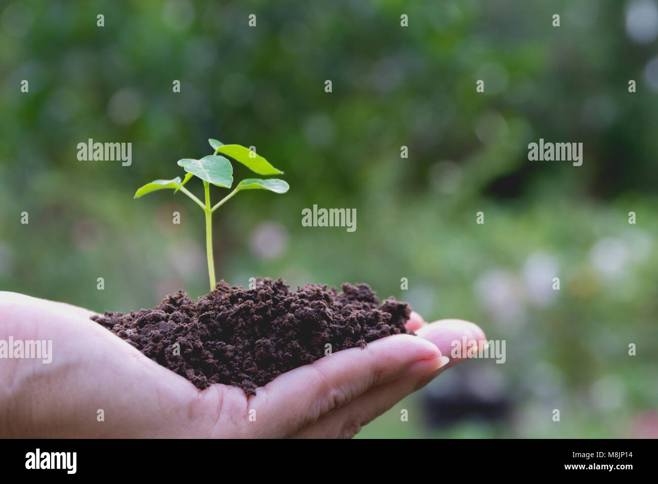 Human hands holding green small plant life concept. Ecology concept ...