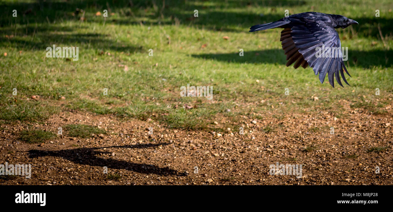 Carrion Crow's shadow tries to keeps up Stock Photo - Alamy