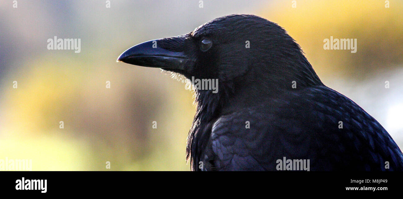 A Carrion crow's backlit black bill awaits food capture in Richmond ...