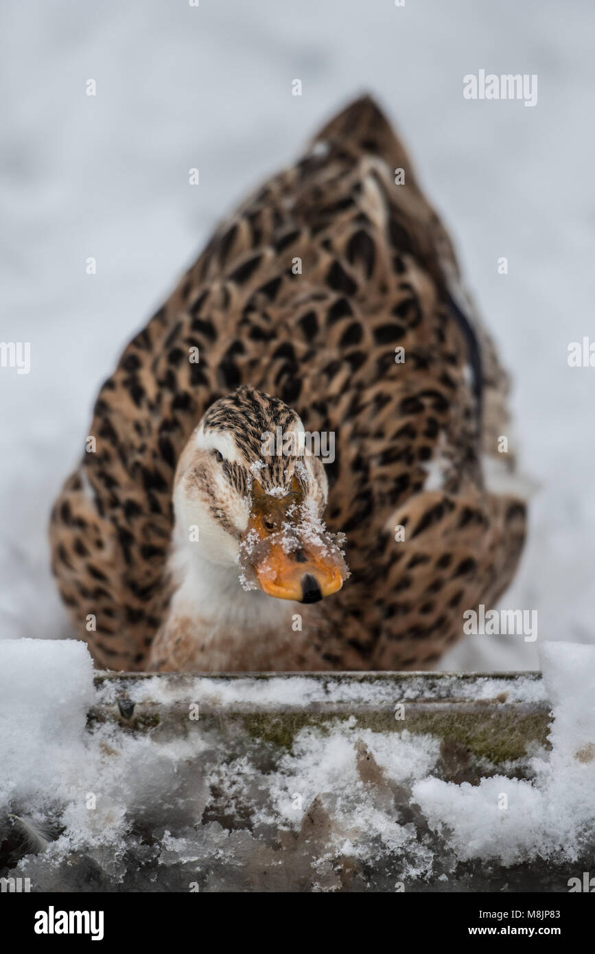 Duck facing camera hi-res stock photography and images - Alamy