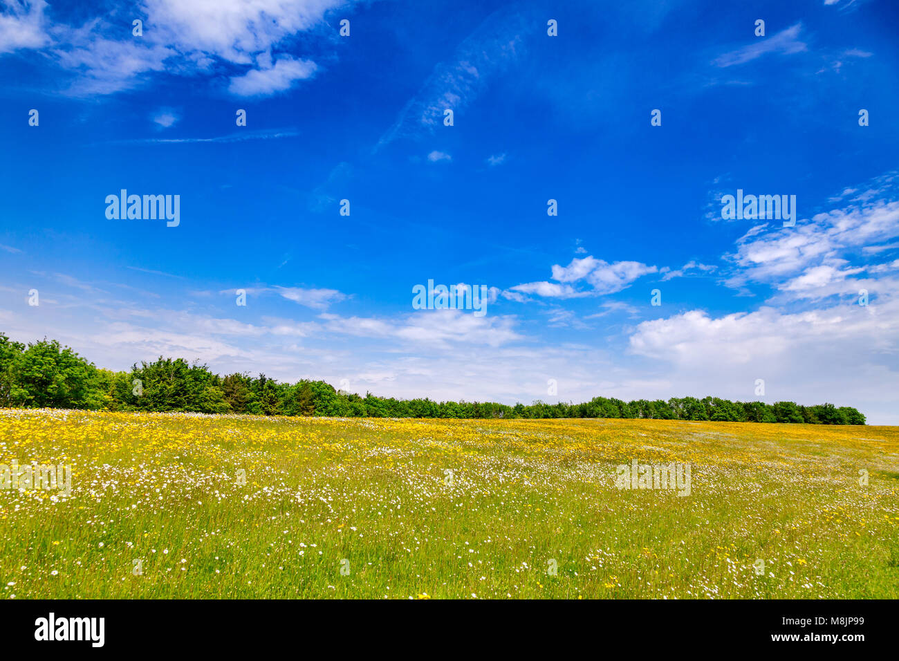 Idyllic english rural landscape with blooming field under a blue summer ...