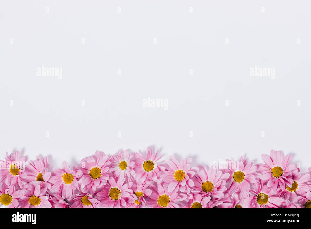 Pink flowers on a white table in a row, top view Stock Photo - Alamy