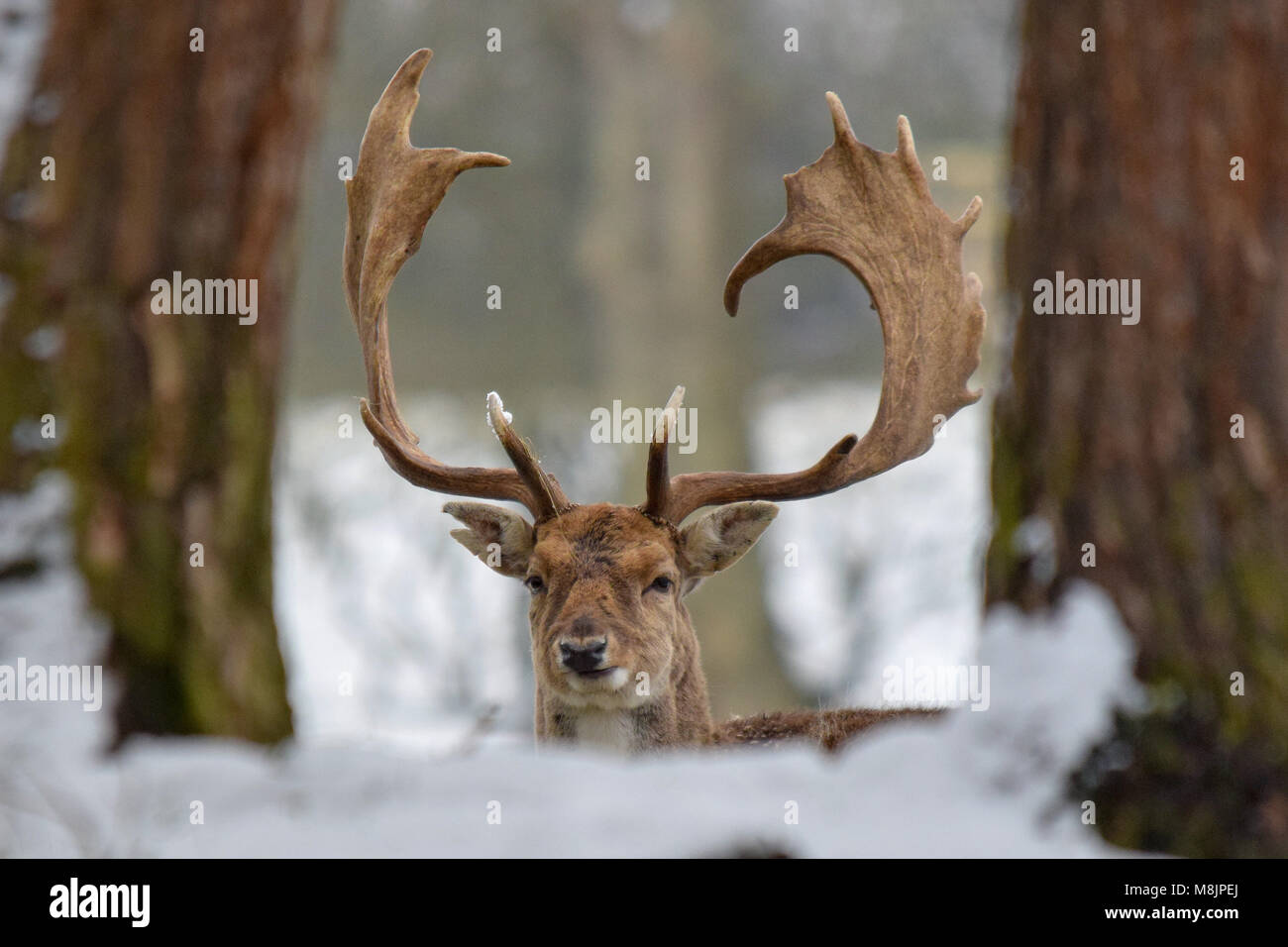 Fallow Deer Stag Stock Photo - Alamy