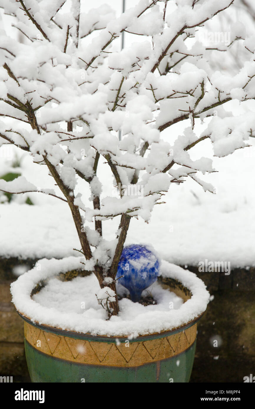 Snow on a garden plant pot and shrub Stock Photo - Alamy