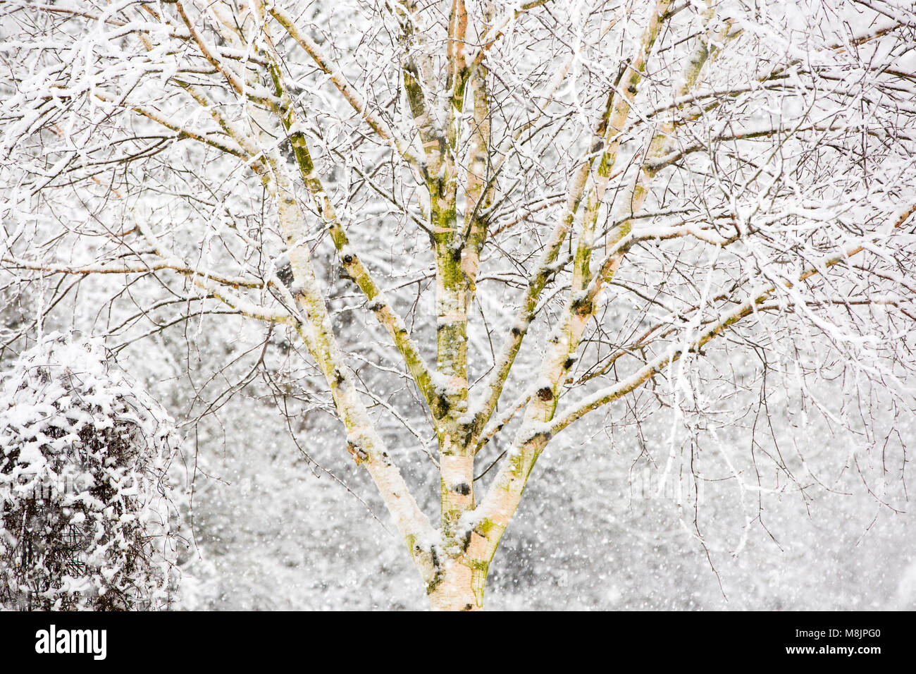 A Silver Birch tree and snow Stock Photo - Alamy