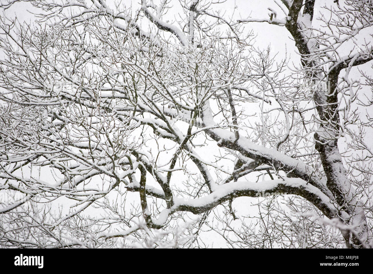 An Ash tree and snow Stock Photo - Alamy
