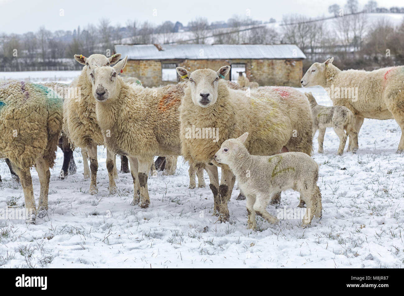 Lambing snow hi-res stock photography and images - Alamy