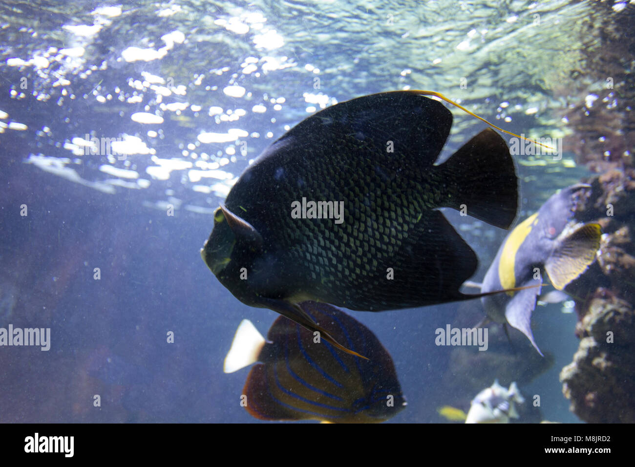 Close up a black sea fish swimming Stock Photo - Alamy