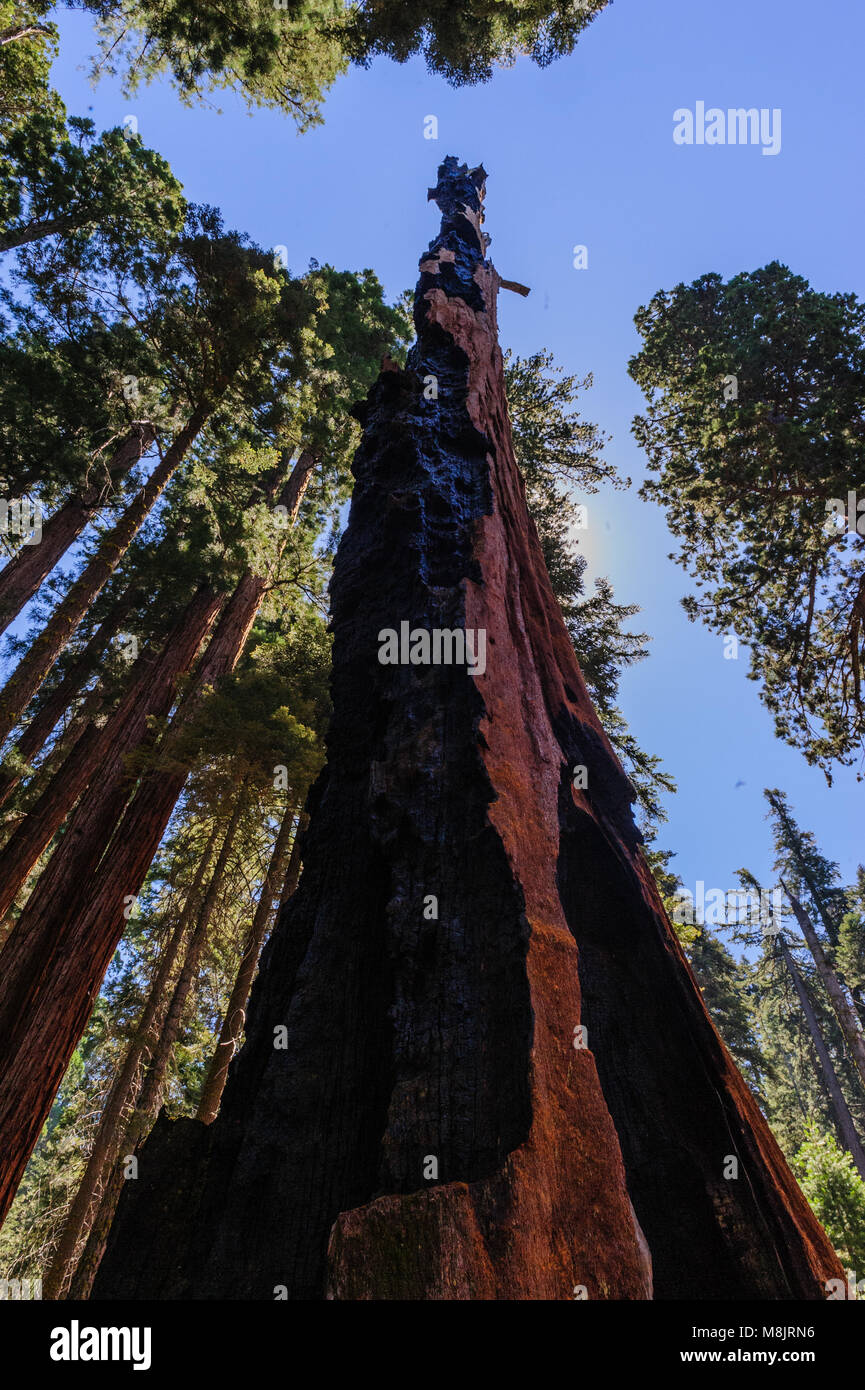 Burn Scars on a giant Sequoia Tree Stock Photo - Alamy