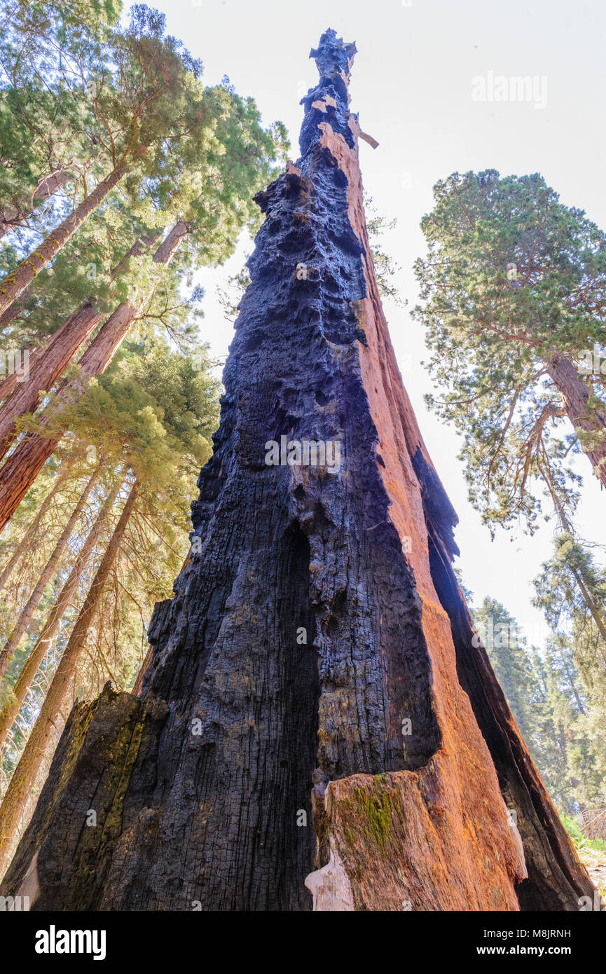 Burn Scars on a giant Sequoia Tree Stock Photo - Alamy