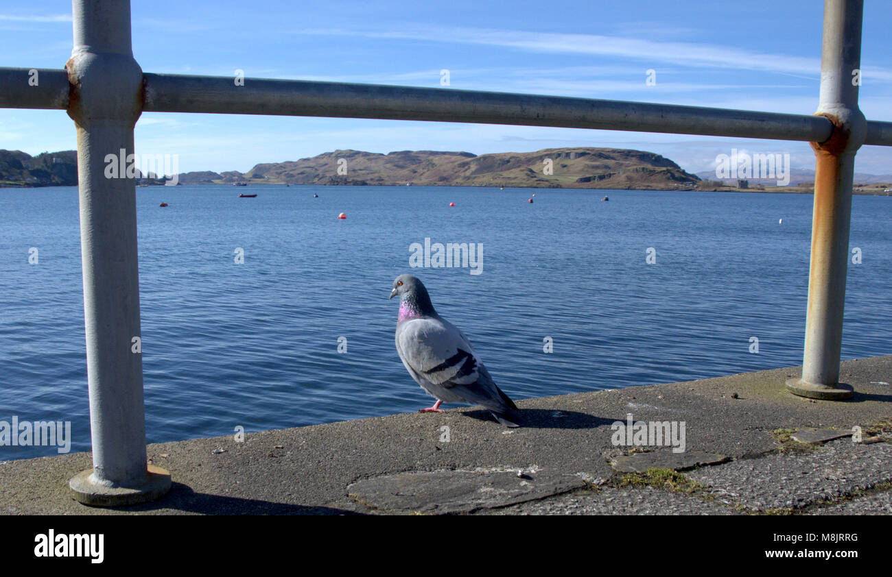 Pigeon post hi-res stock photography and images - Alamy