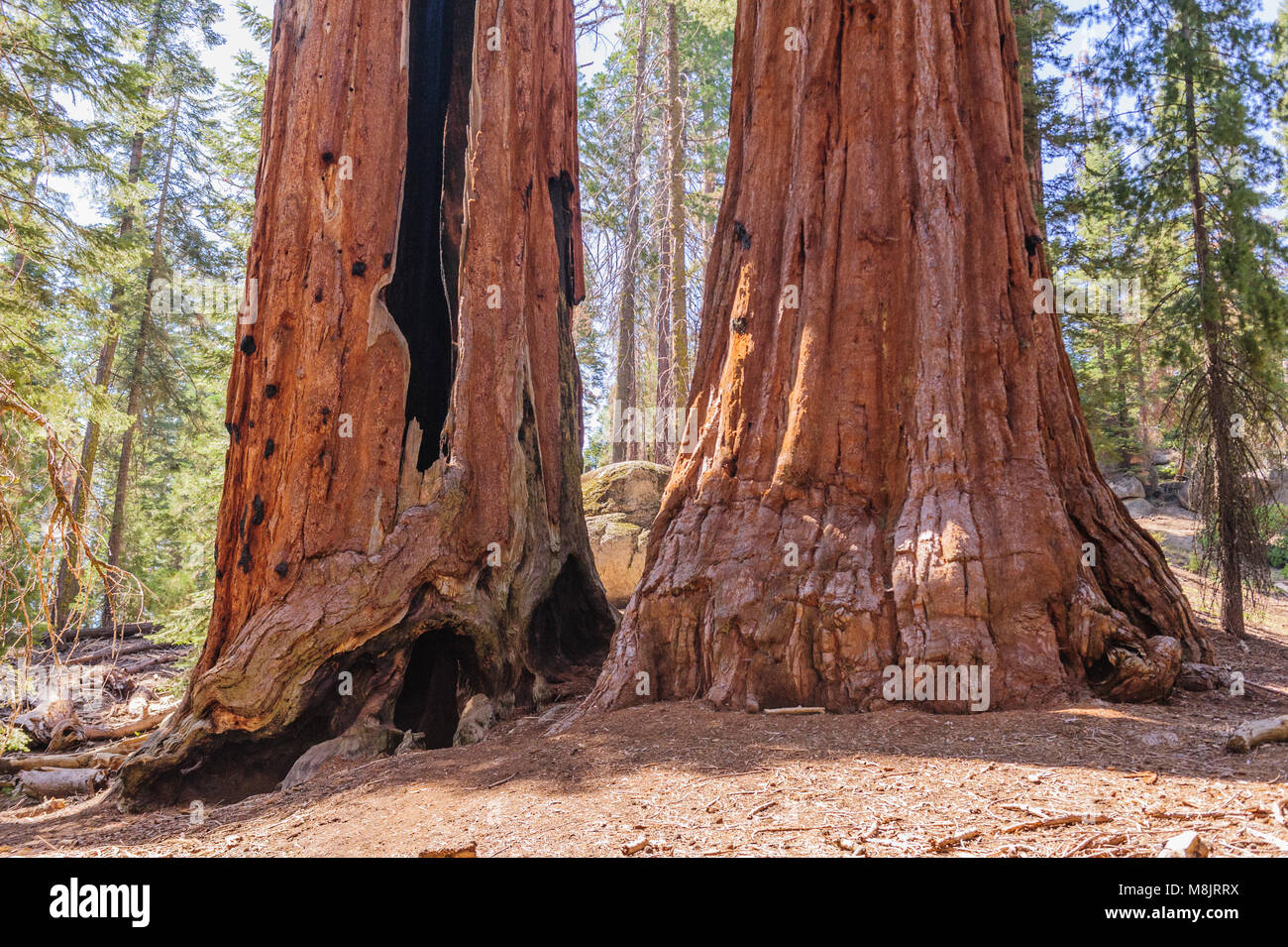 Giant sequoia burn hi-res stock photography and images - Alamy