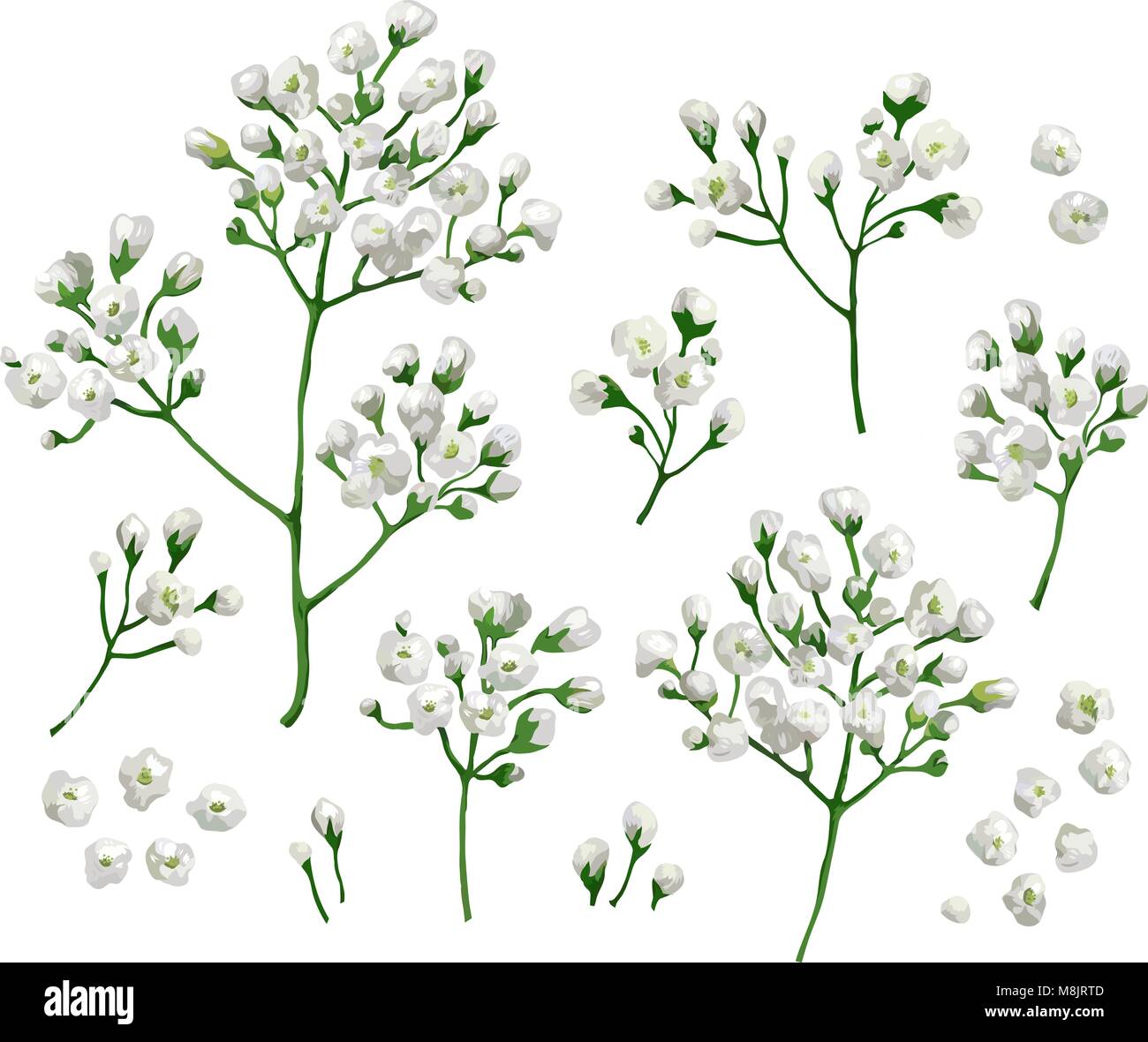 White gypsophila flowers in Stock Vector Images - Alamy