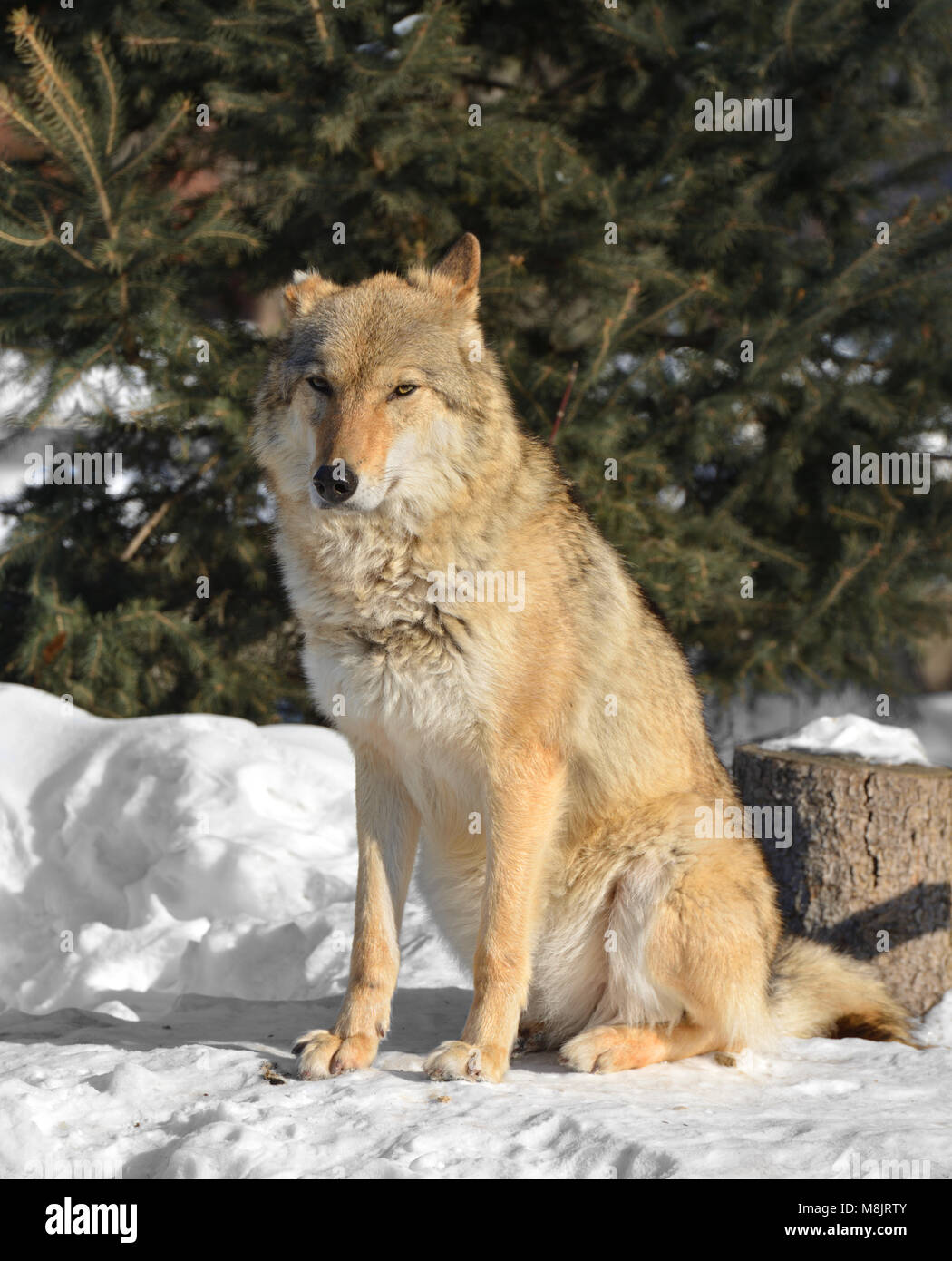Wild grey wolf sitting snow hi-res stock photography and images - Alamy