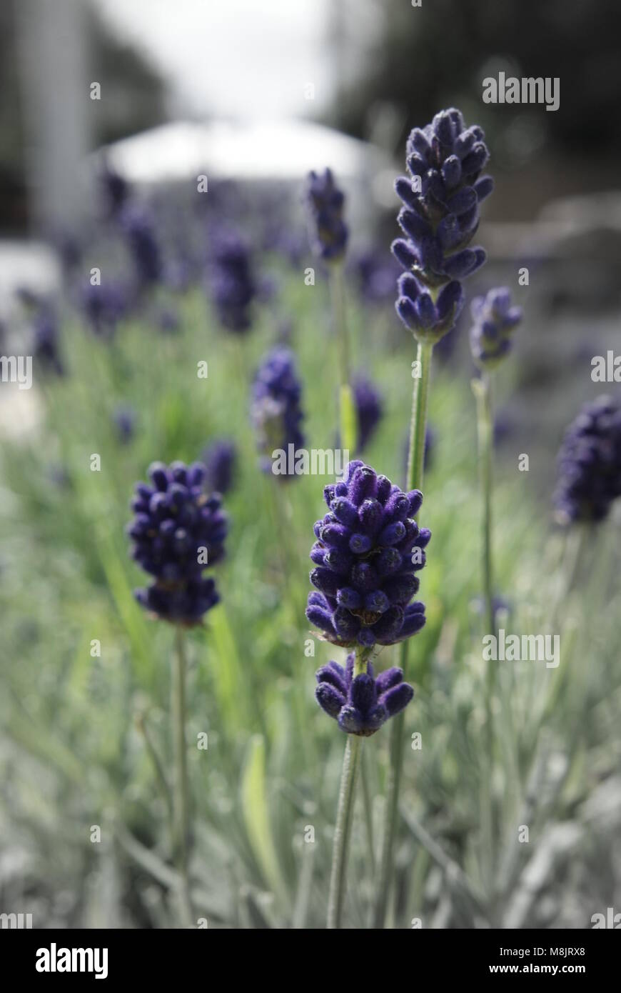 Lavender, beautiful garden border Stock Photo - Alamy