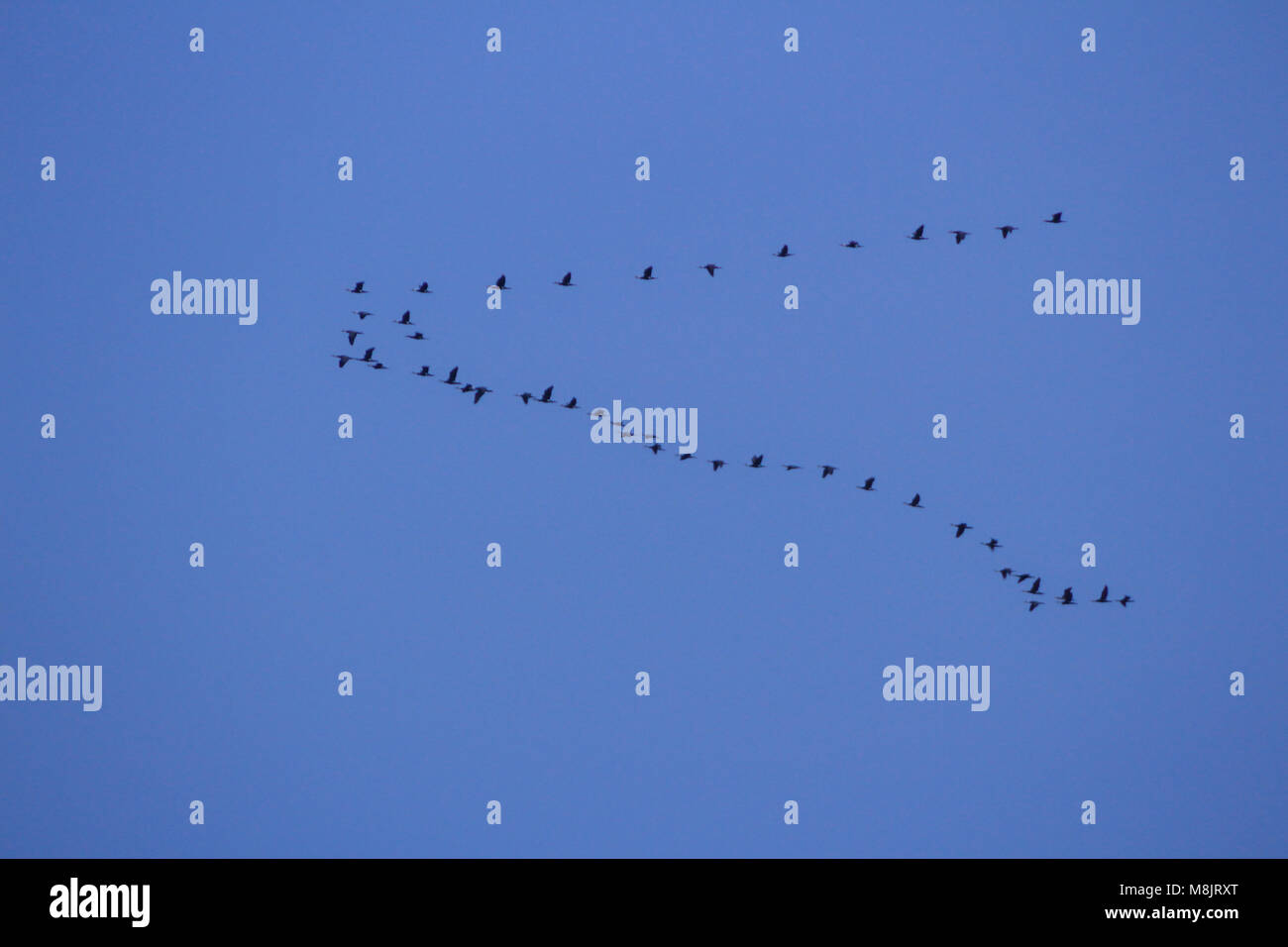 Seagull flying in the deep blue sky in a unique shape in Muscat oman ...