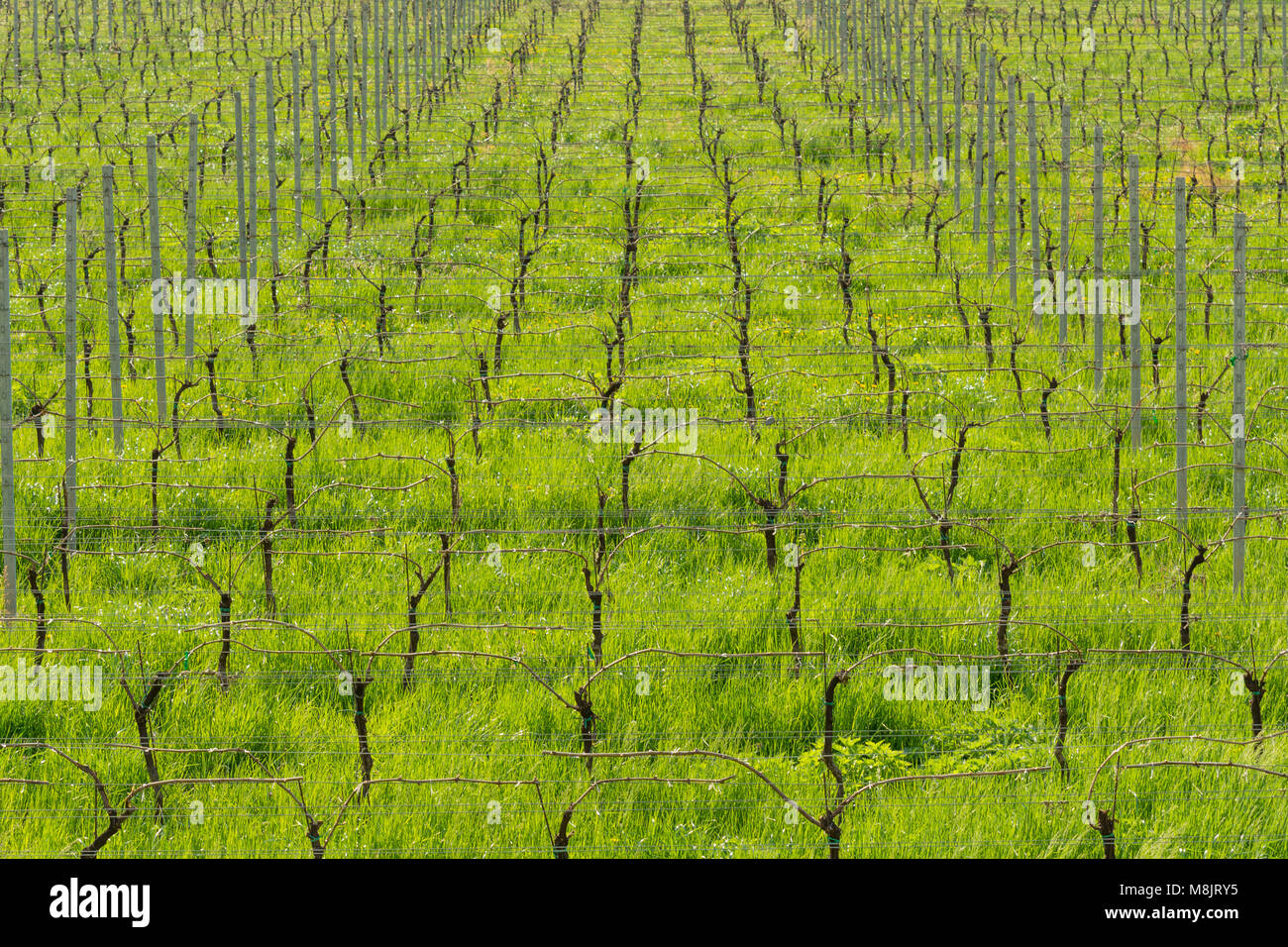 young green tender leaves of grapes on a background of blue sky in ...